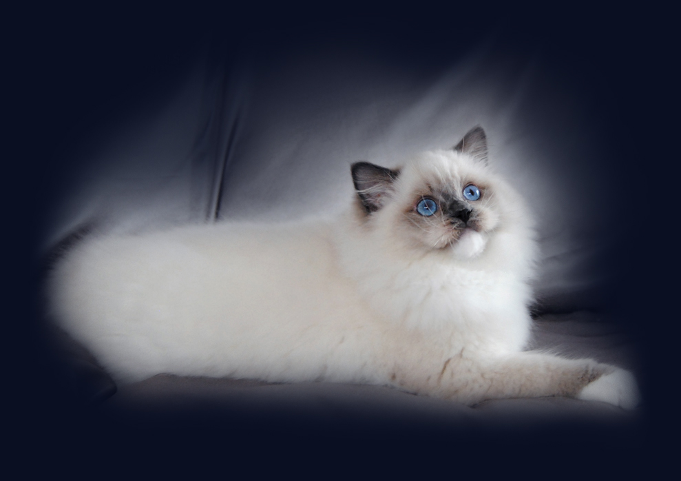 DARLIN'LIL'DOLLS. RAGDOLL KITTEN BREEDER. OTTAWA, ONTARIO.