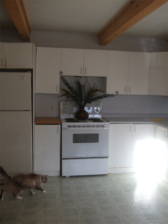 DARLIN'LIL'DOLLS. RAGDOLL KITTEN BREEDER. ONTARIO.