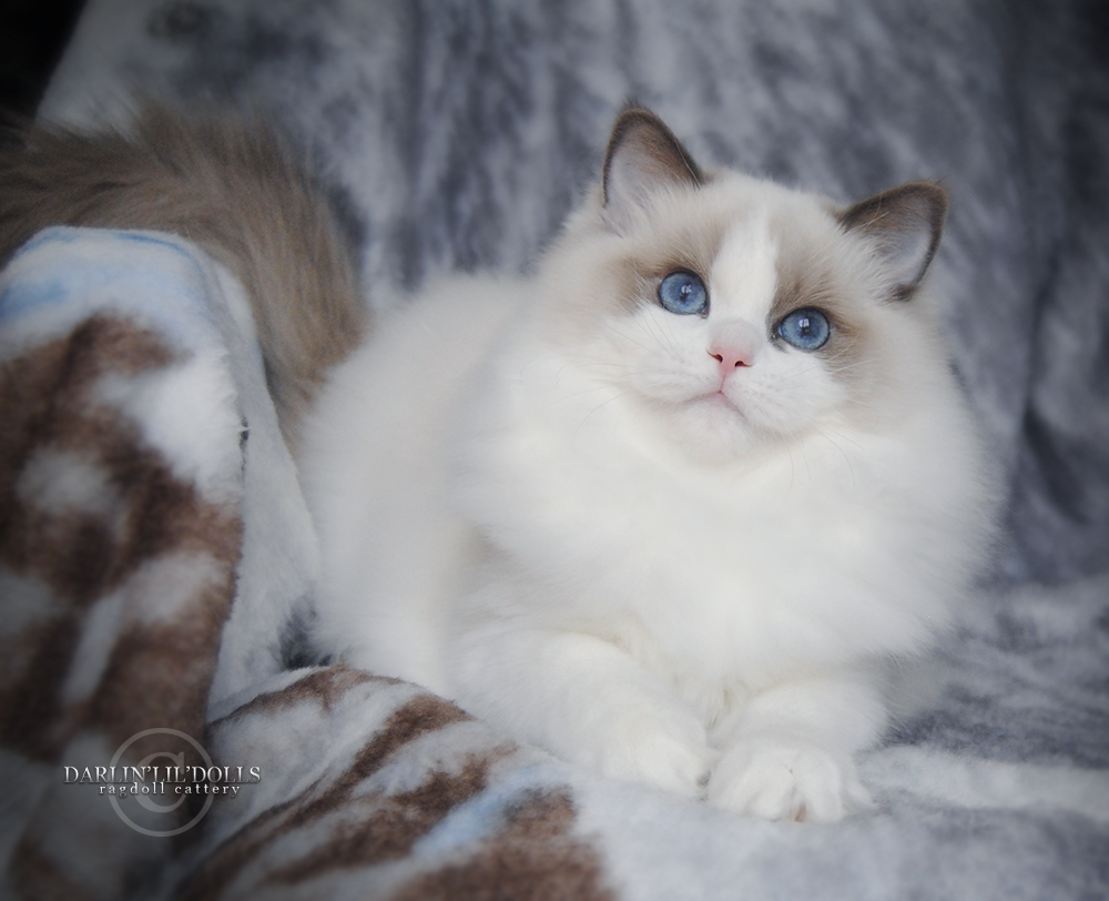 DARLIN'LIL'DOLLS. RAGDOLL KITTEN BREEDER. ONTARIO.